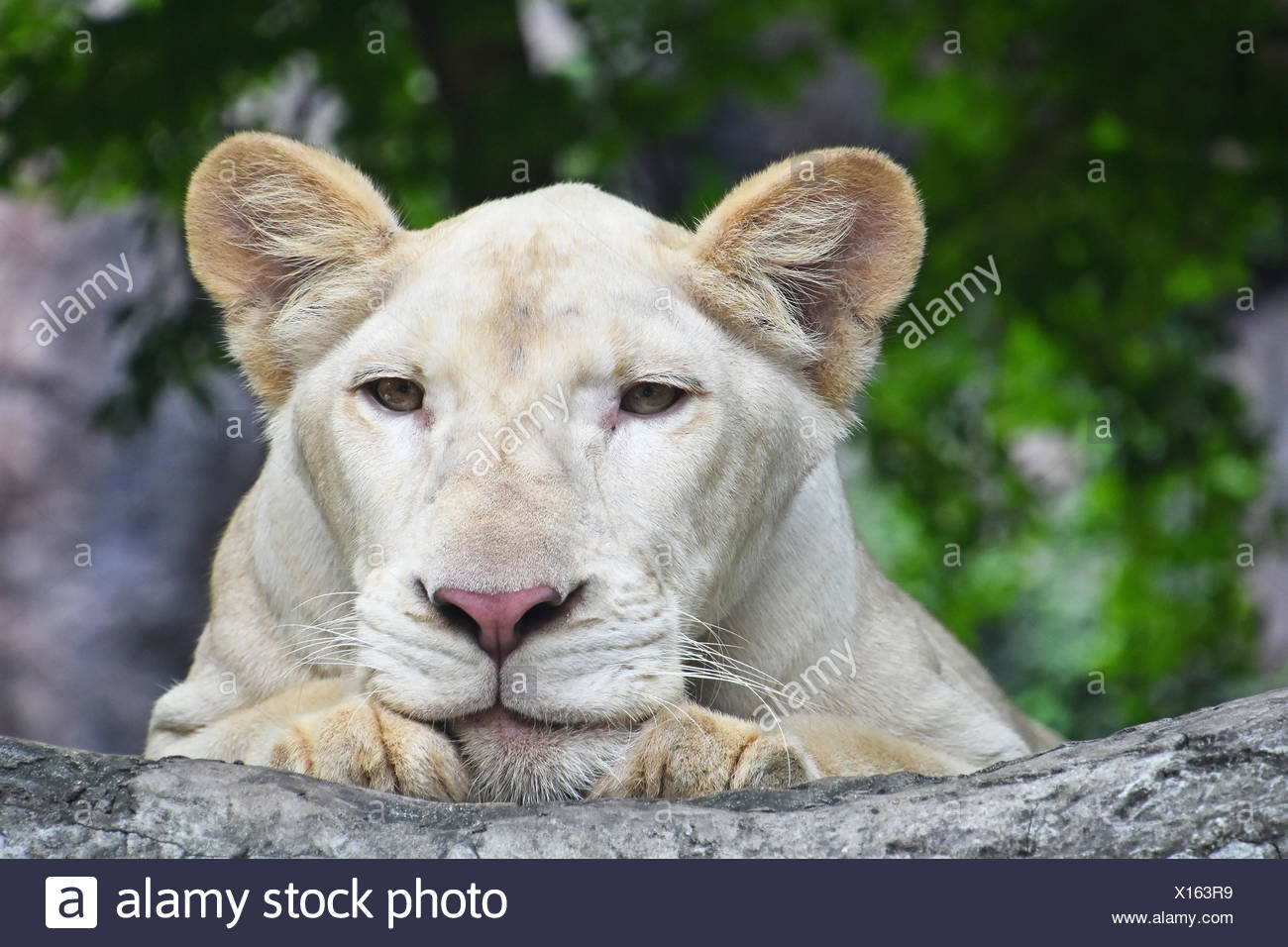 White Lion Lioness Stock Photos & White Lion Lioness Stock Images - Alamy