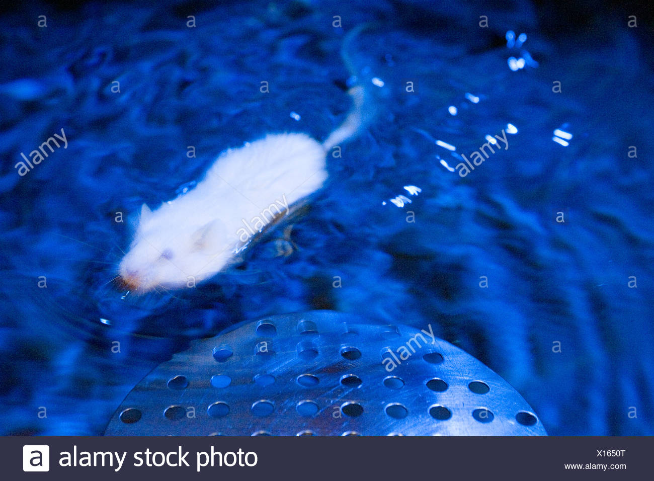 Mice Maze High Resolution Stock Photography and Images - Alamy