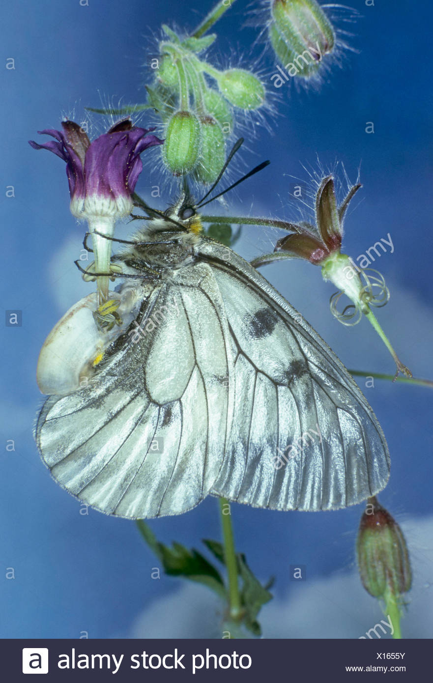Parnassius Butterfly High Resolution Stock Photography and Images - Alamy