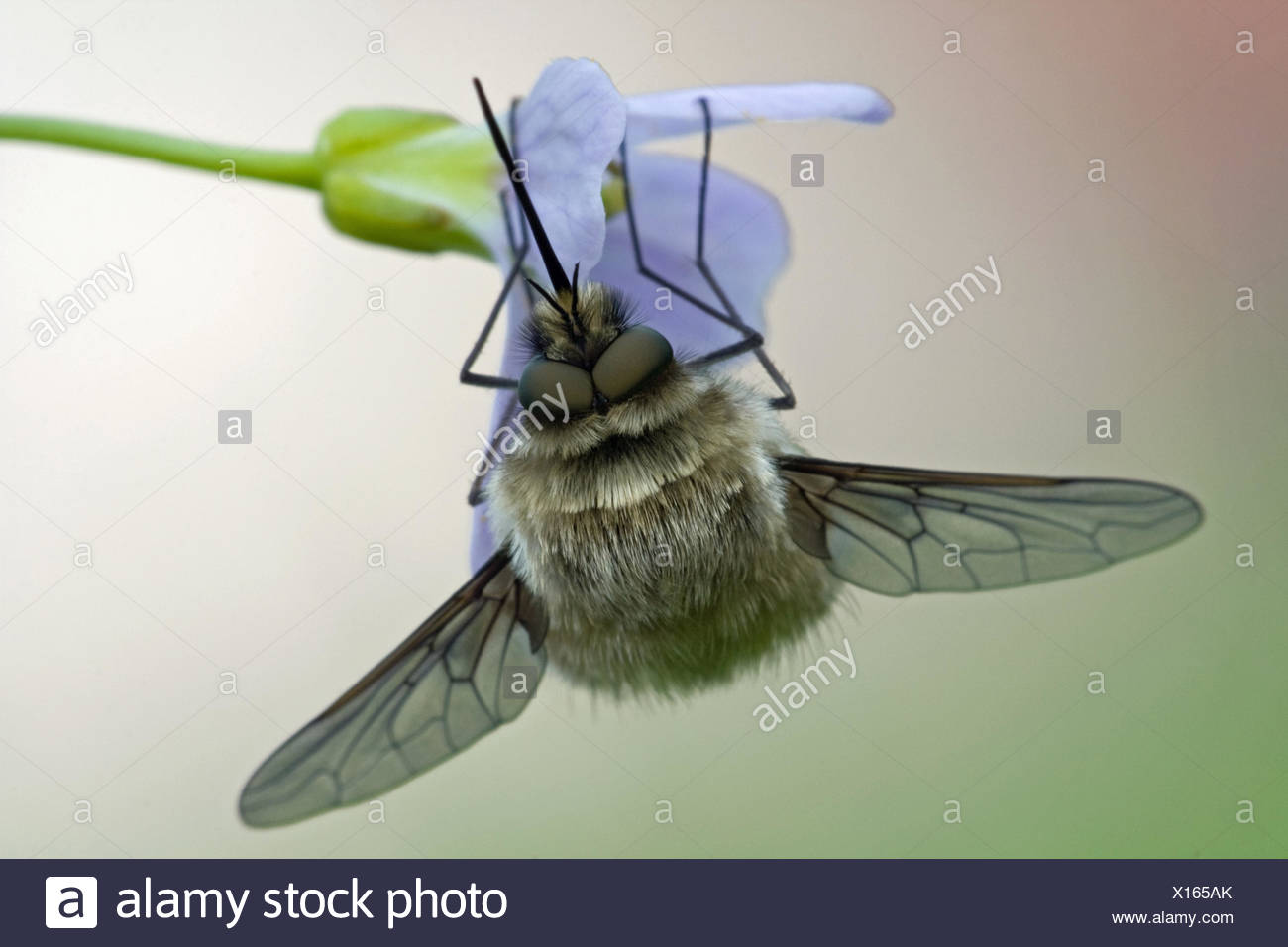 Hairy Insects High Resolution Stock Photography and Images - Alamy