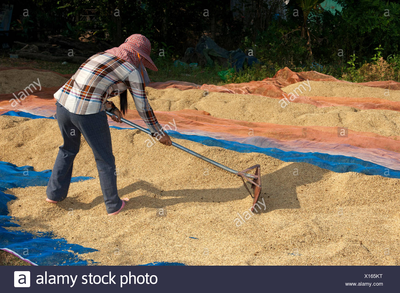 Farmer Dry Farming High Resolution Stock Photography and Images - Alamy