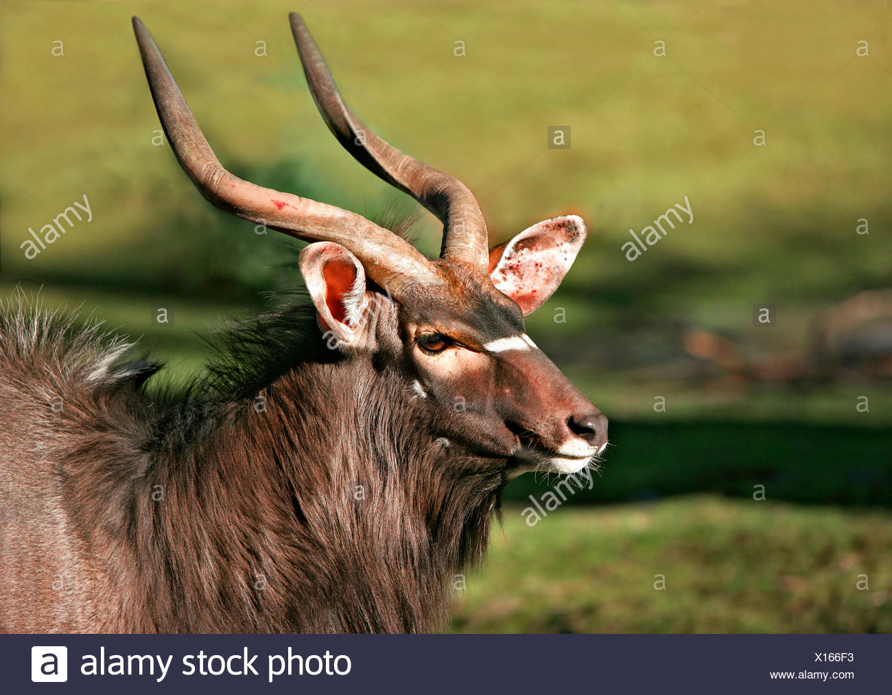 Nyala Antelope Nyala Angasii High Resolution Stock Photography and ...