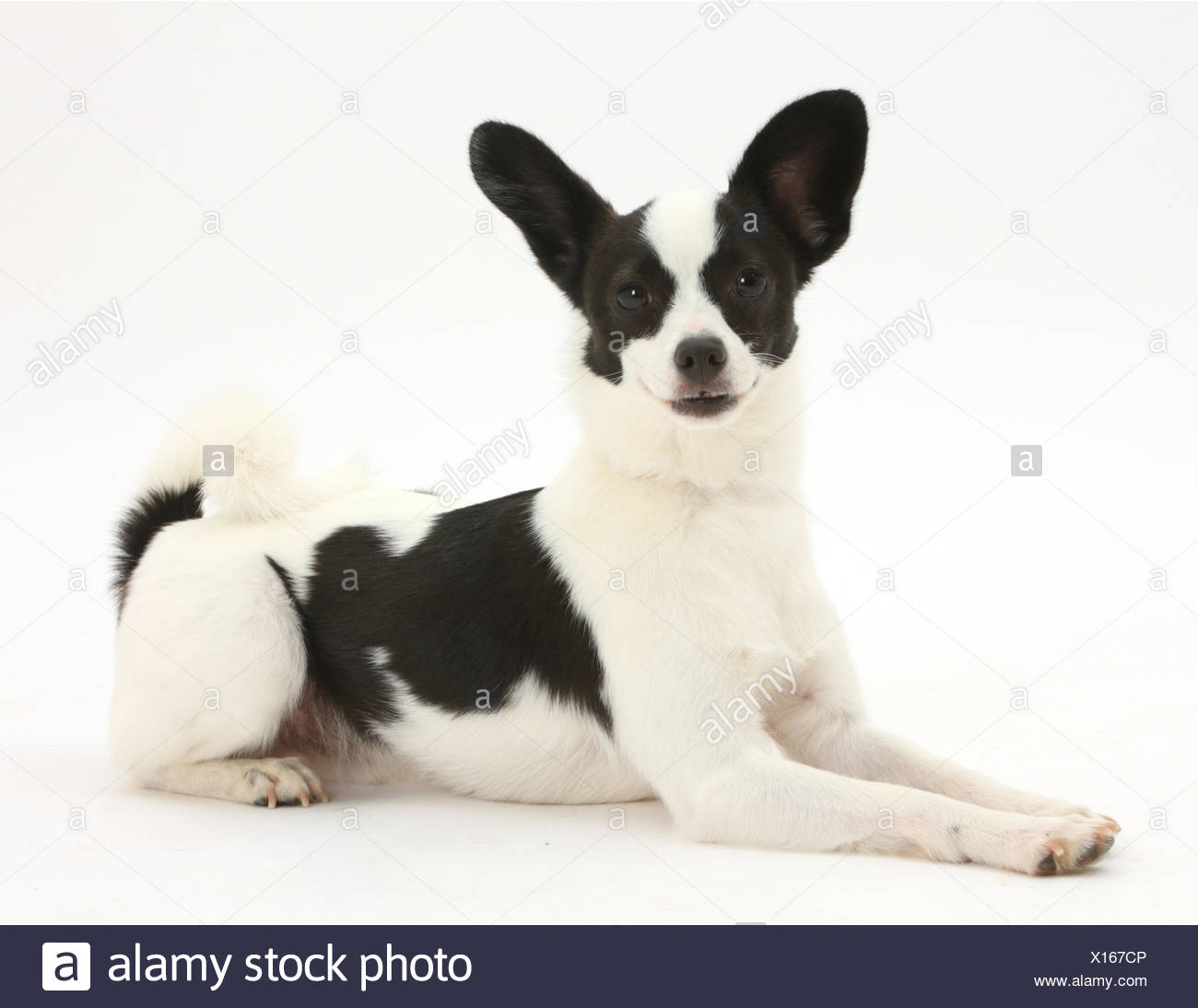 Papillon Breed High Resolution Stock Photography and Images - Alamy