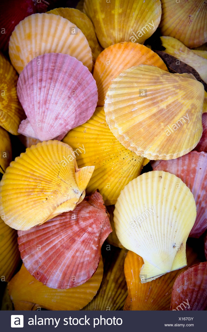 Colorful Shells Stock Photos & Colorful Shells Stock Images - Alamy