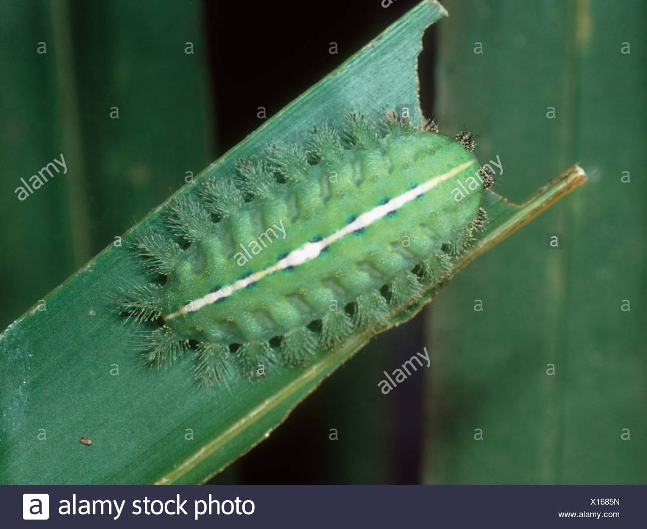 Slug Caterpillar High Resolution Stock Photography and Images - Alamy