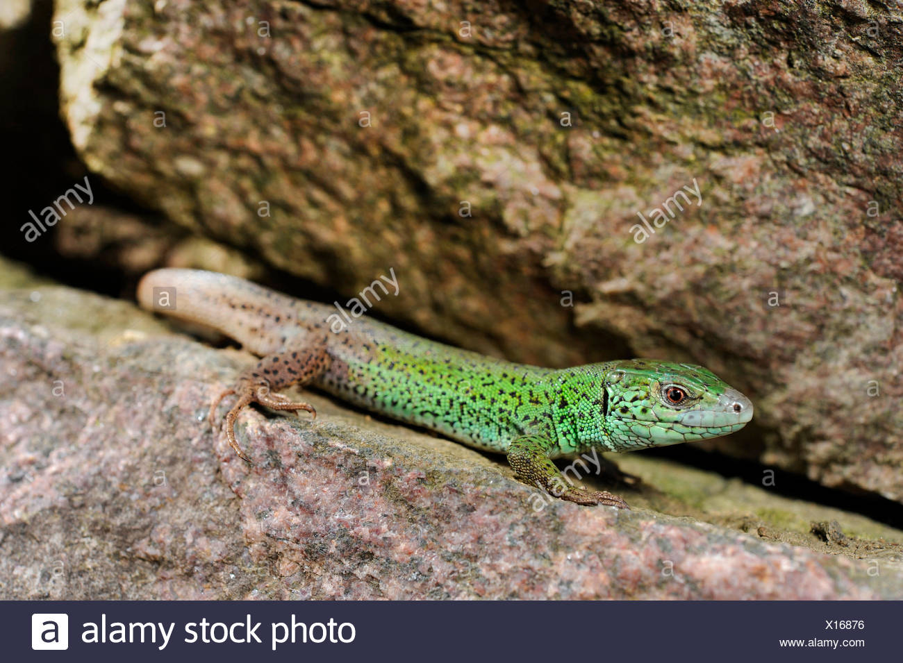 Male Sits On Rock High Resolution Stock Photography and Images - Alamy
