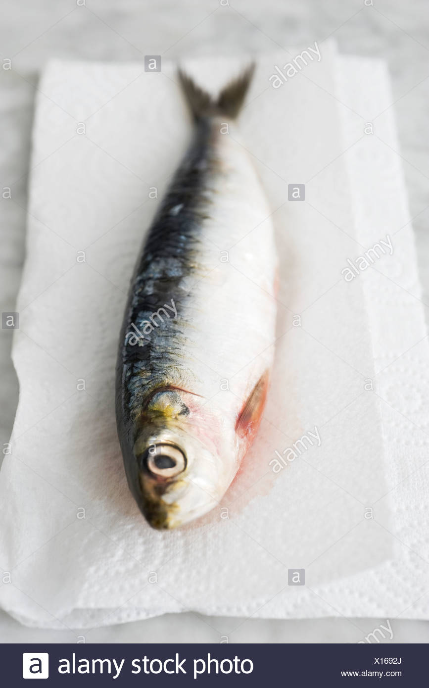 Sardine Stock Photos & Sardine Stock Images - Alamy