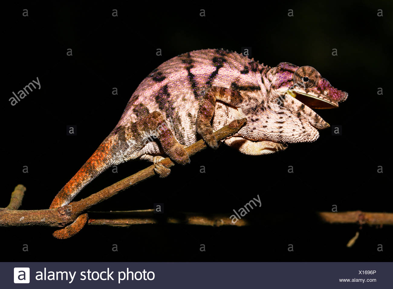 Female Black Rhino High Resolution Stock Photography and Images - Alamy