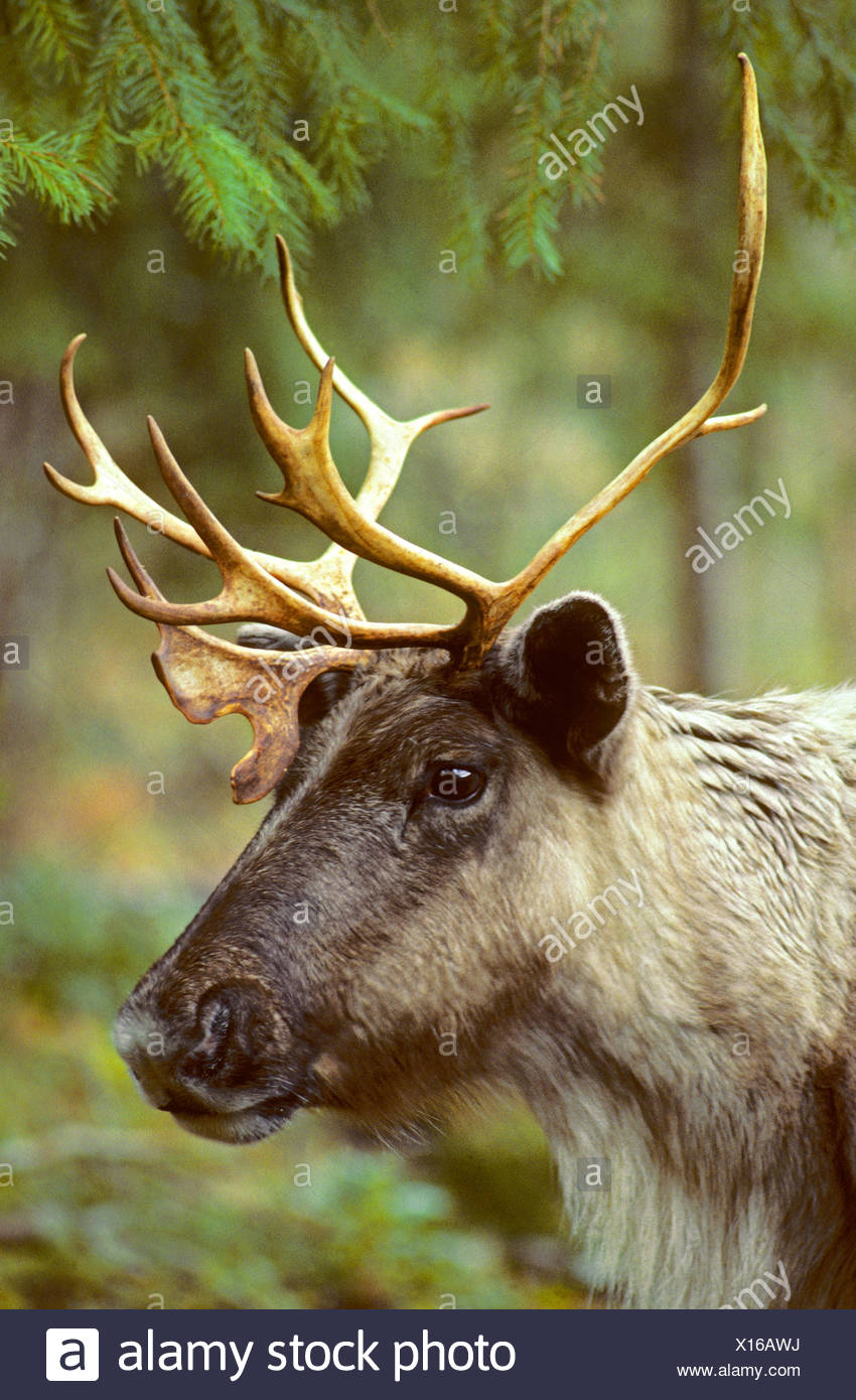 Female Caribou High Resolution Stock Photography and Images - Alamy