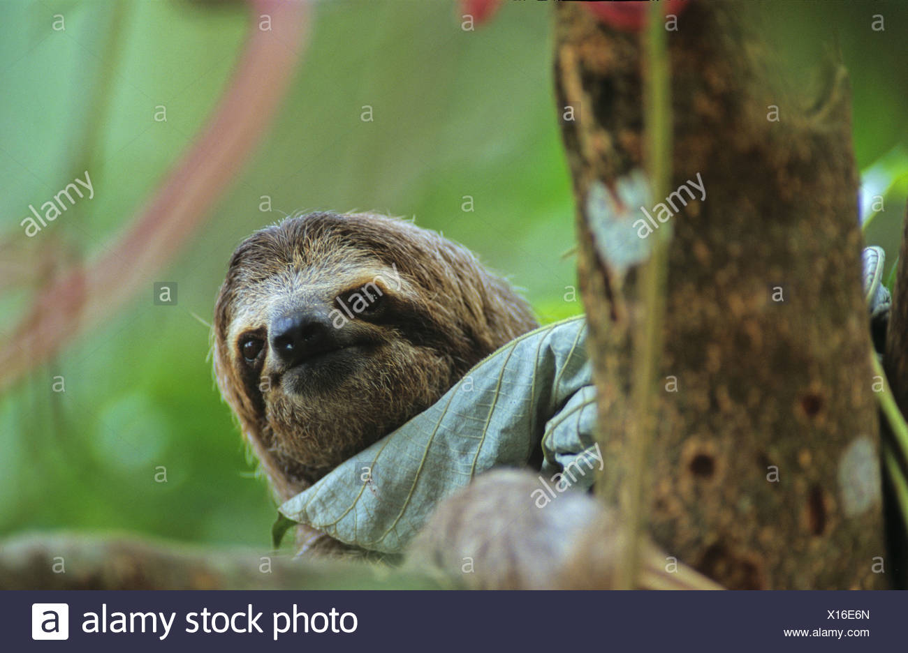 Pale Throated Sloth High Resolution Stock Photography and Images - Alamy