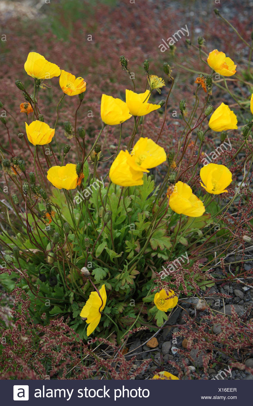 Arctic Poppy High Resolution Stock Photography and Images - Alamy