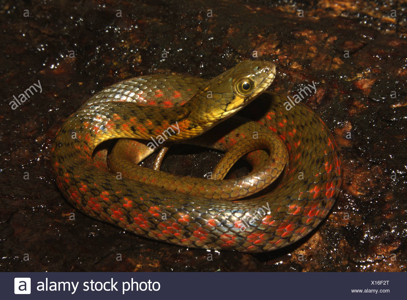 Checkered Circle High Resolution Stock Photography and Images - Alamy