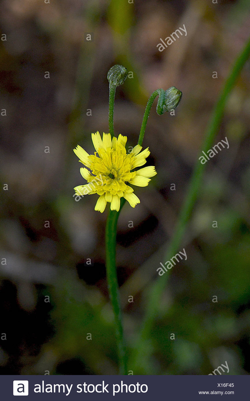 Succory Flower High Resolution Stock Photography and Images - Alamy