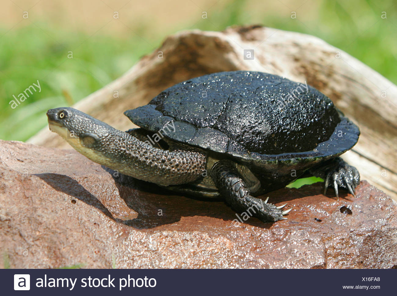 Long Neck Turtle Stock Photos & Long Neck Turtle Stock Images - Alamy