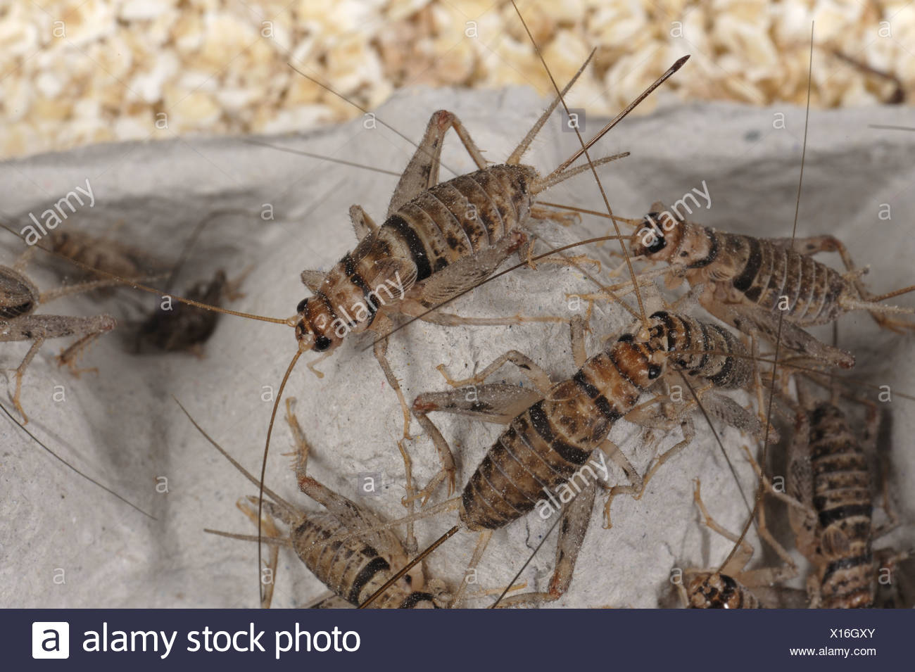 House Crickets High Resolution Stock Photography and Images - Alamy