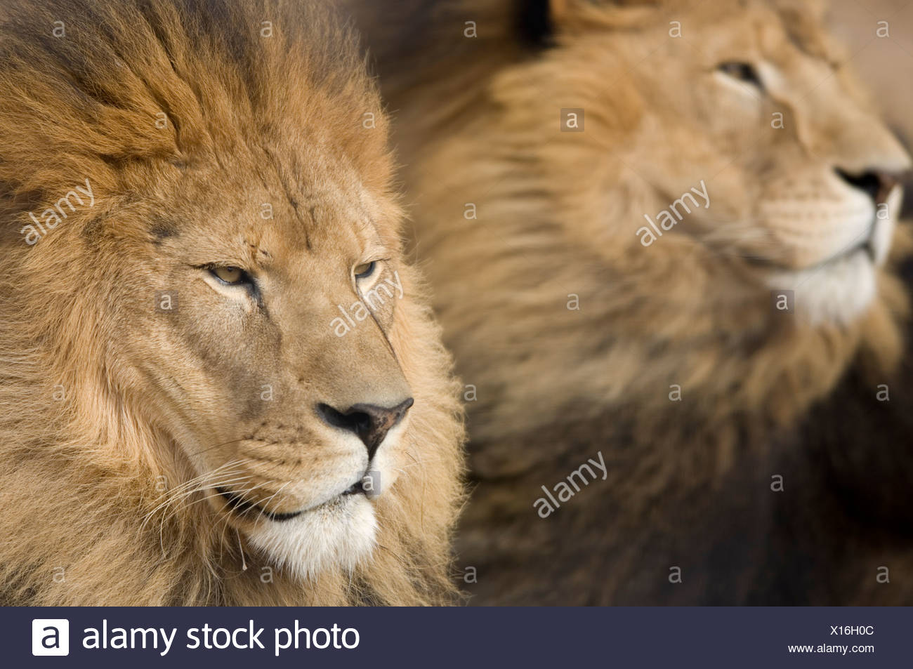 Lions Nose High Resolution Stock Photography and Images - Alamy