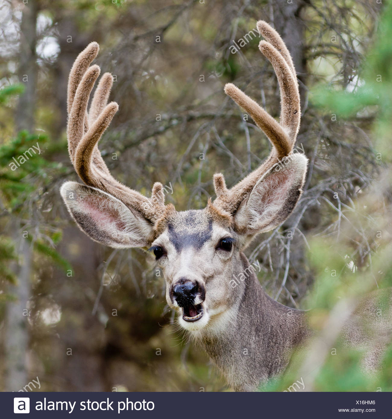 Buck Teeth High Resolution Stock Photography and Images - Alamy