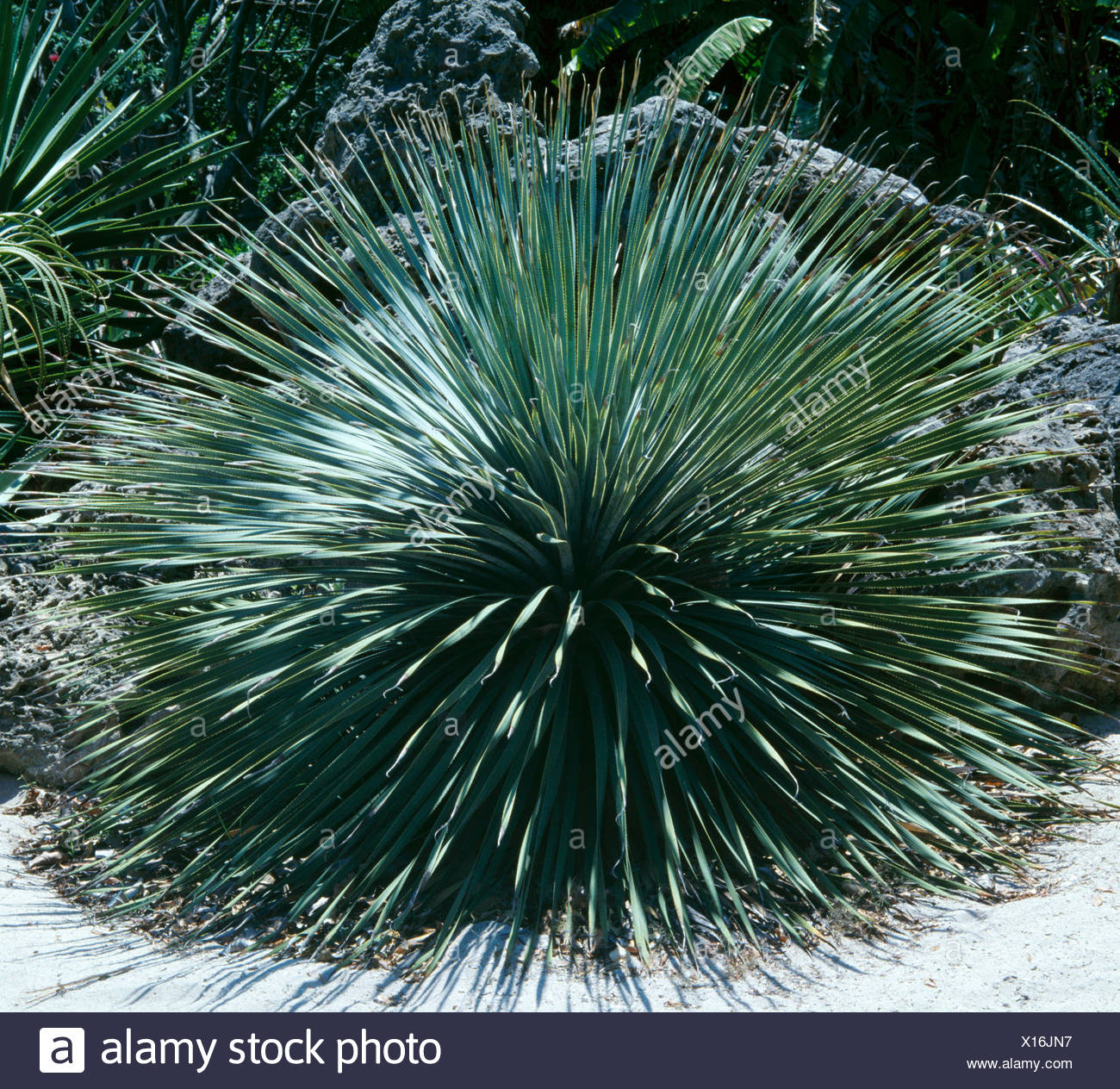 Dasylirion Stock Photos & Dasylirion Stock Images - Alamy