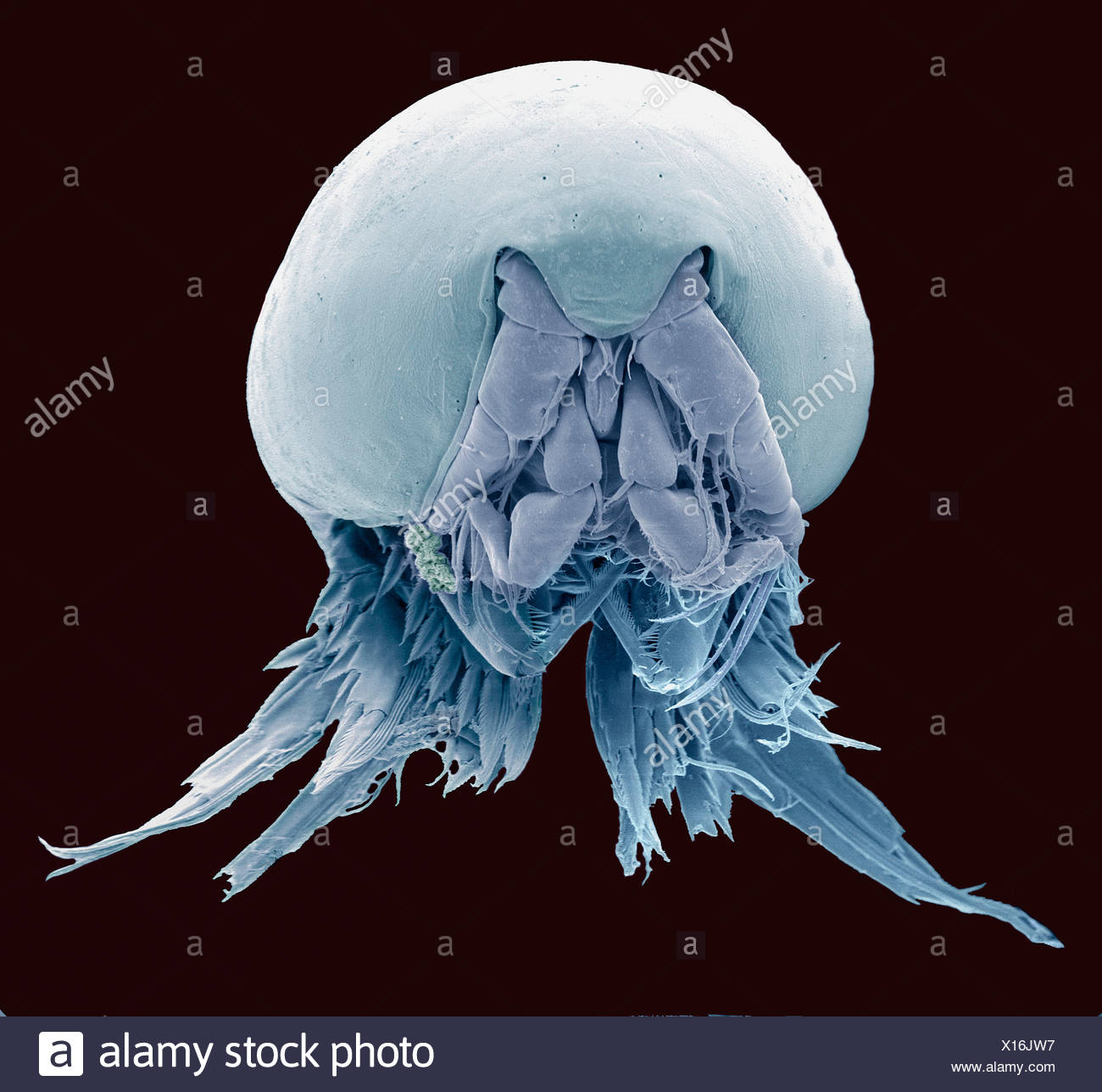 Cyclopoid Copepod High Resolution Stock Photography and Images - Alamy