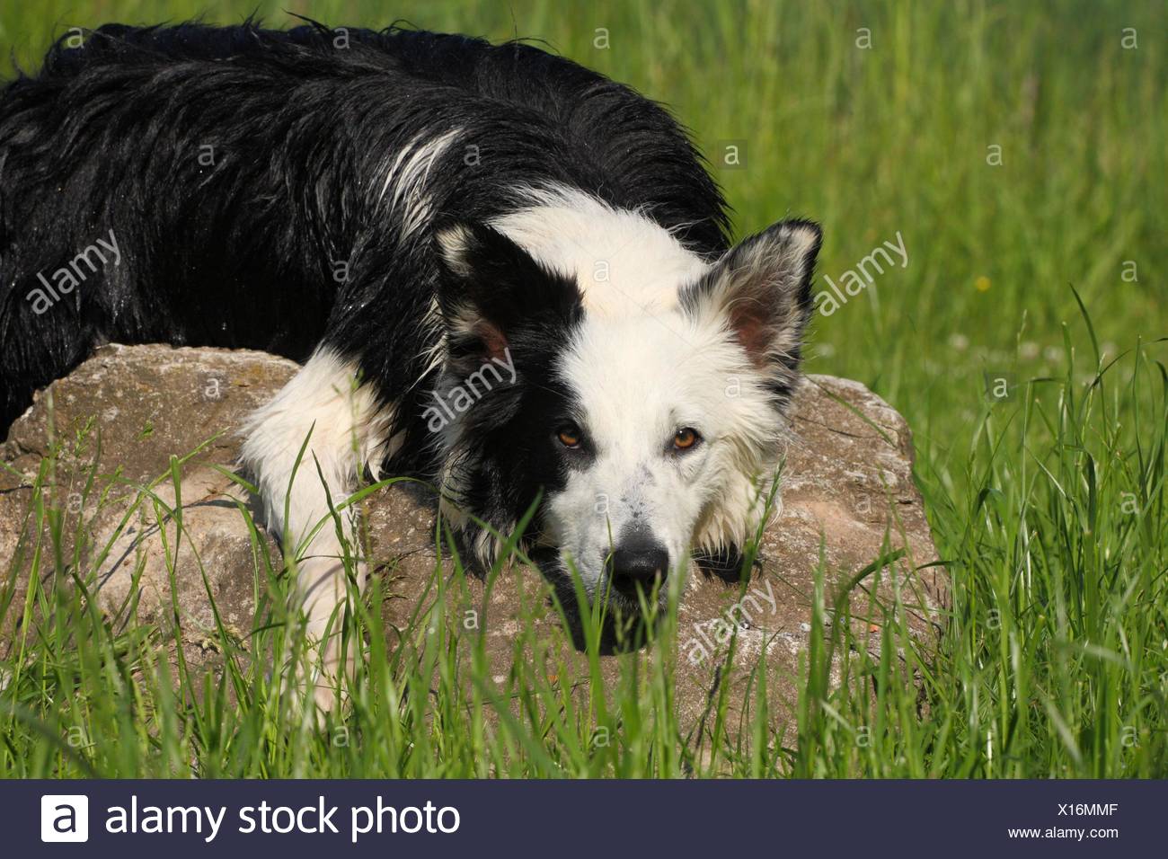 Collie Dog Lying Down Stock Photos & Collie Dog Lying Down Stock Images ...