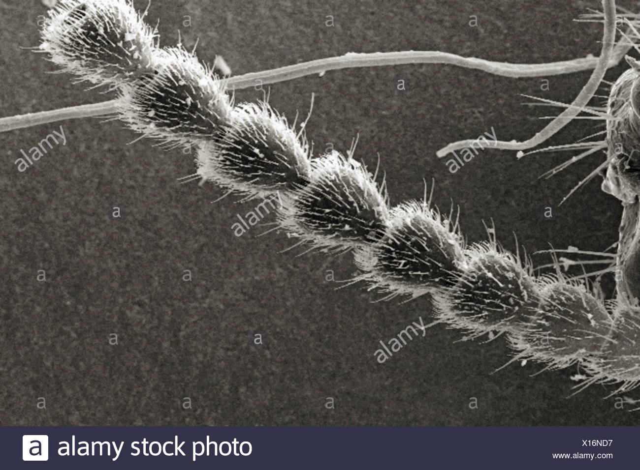 Insect Antenna Sem Stock Photos & Insect Antenna Sem Stock Images - Alamy