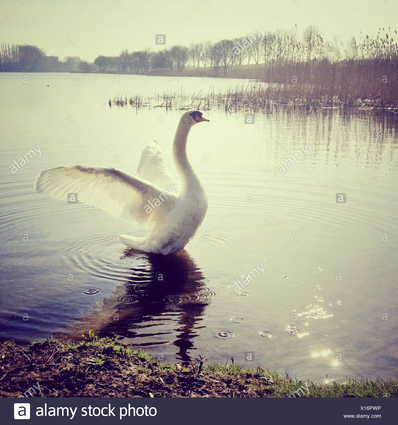 Swan Flapping Wings Stock Photos & Swan Flapping Wings Stock Images - Alamy