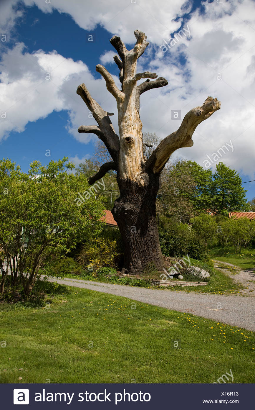 The Big Tree Stock Photos & The Big Tree Stock Images - Alamy