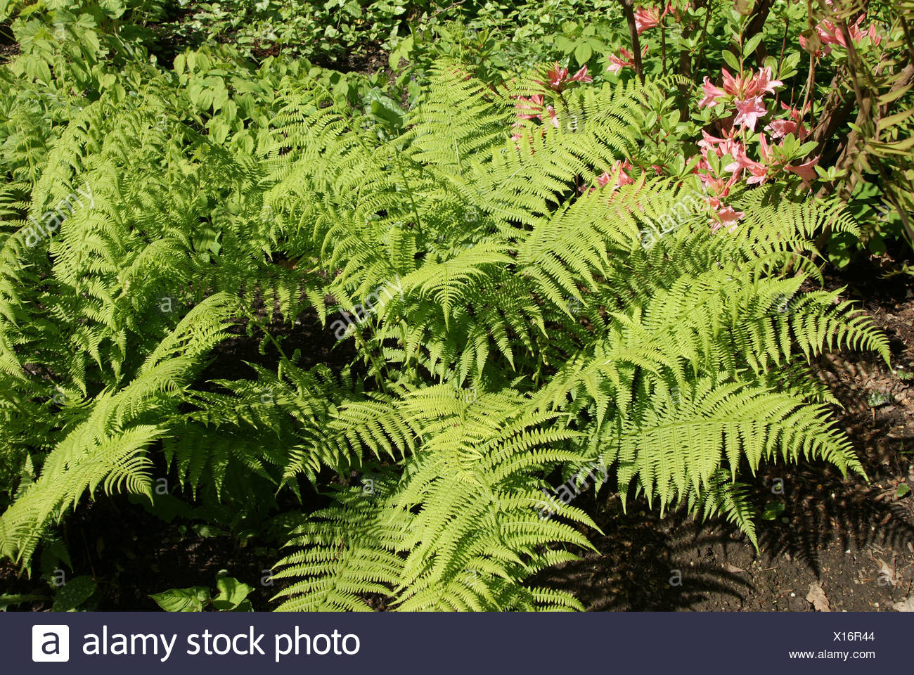 Lady Ferns Athyrium Filix Femina High Resolution Stock Photography and ...