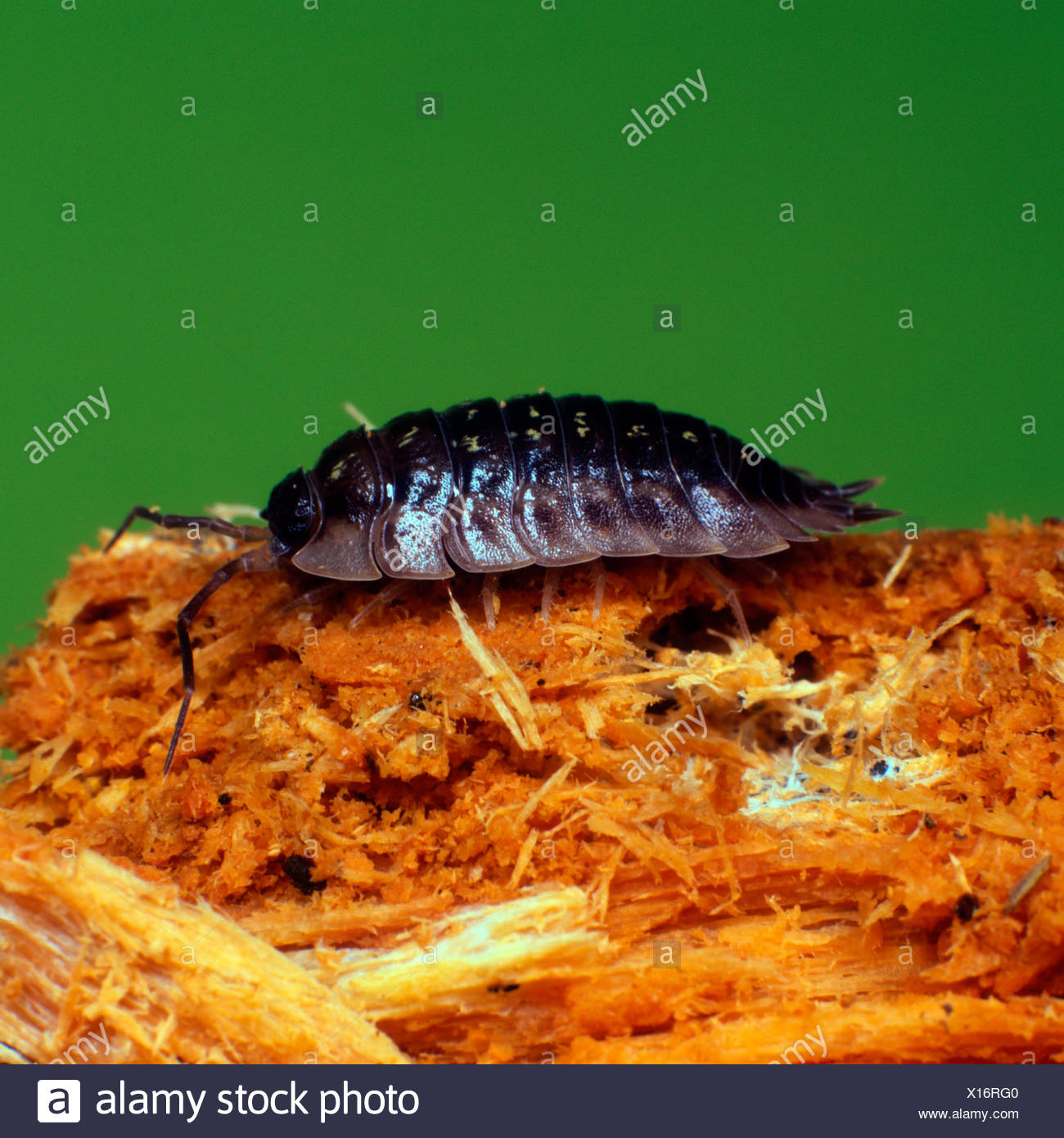 Common Rough Woodlouse High Resolution Stock Photography and Images - Alamy
