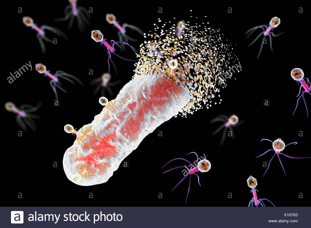 Structure Bacteriophage High Resolution Stock Photography and Images ...
