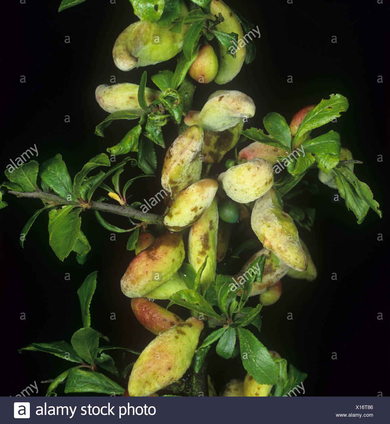 Misshapen Fruit High Resolution Stock Photography and Images - Alamy