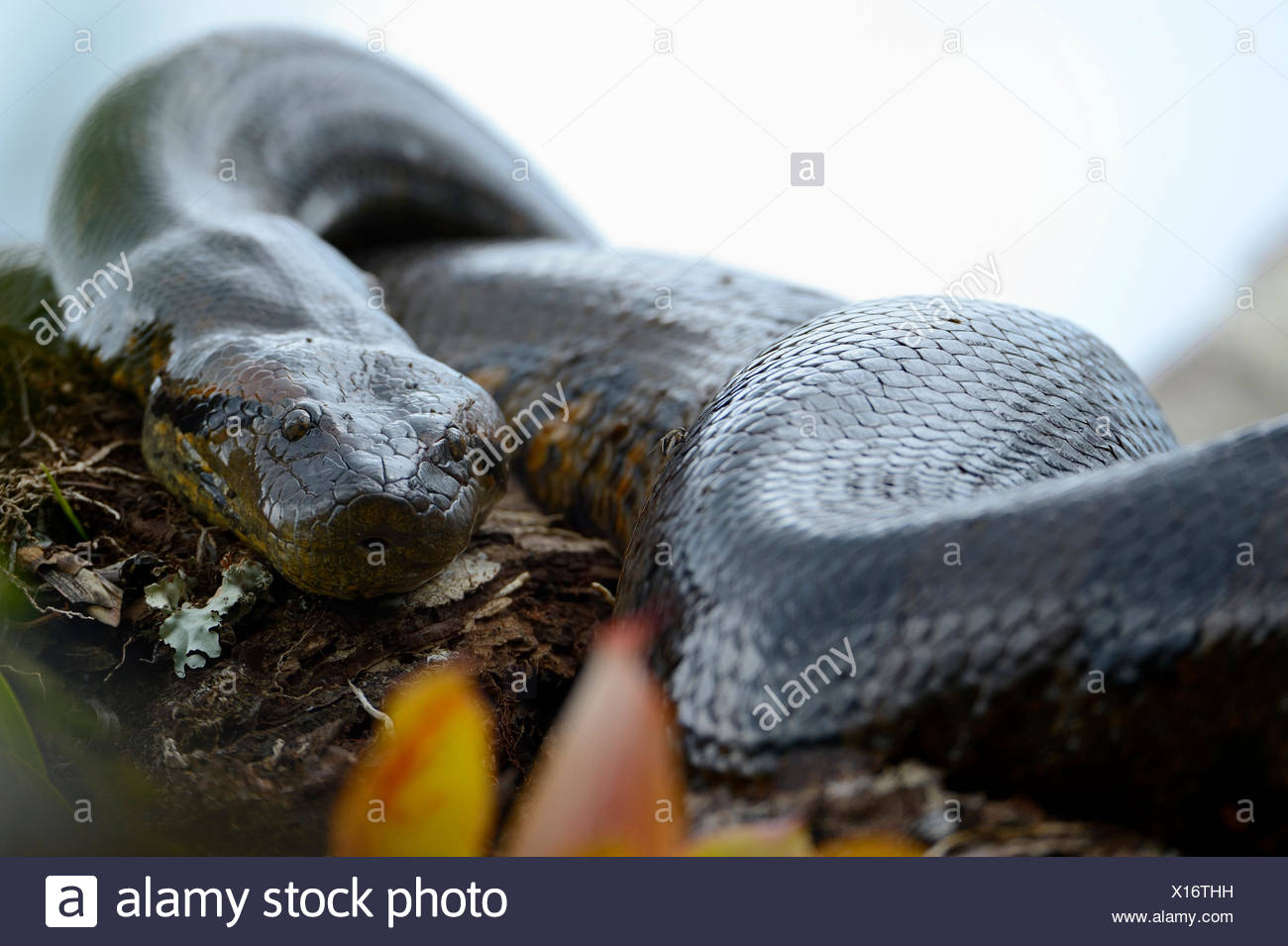 Green Anaconda High Resolution Stock Photography and Images - Alamy