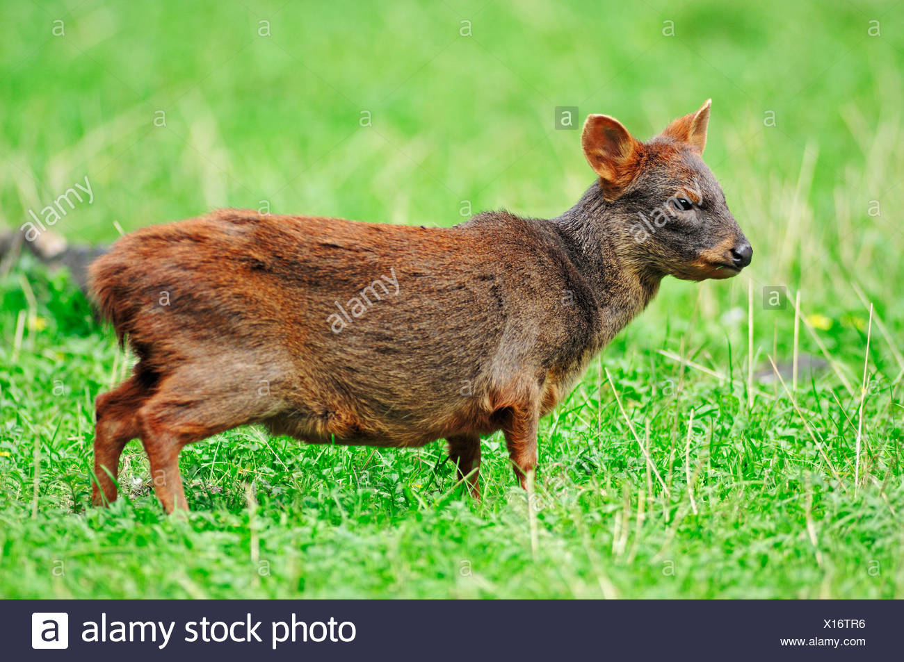 Pudu Deer Stock Photos & Pudu Deer Stock Images - Alamy