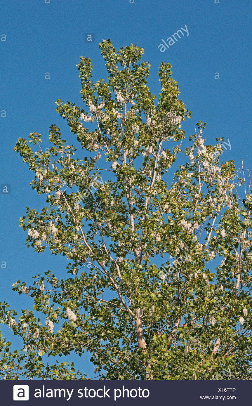 Cottonwood Tree Seeds High Resolution Stock Photography and Images - Alamy