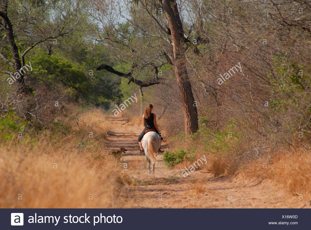 Gran Chaco Paraguay Forest Stock Photos & Gran Chaco Paraguay Forest ...