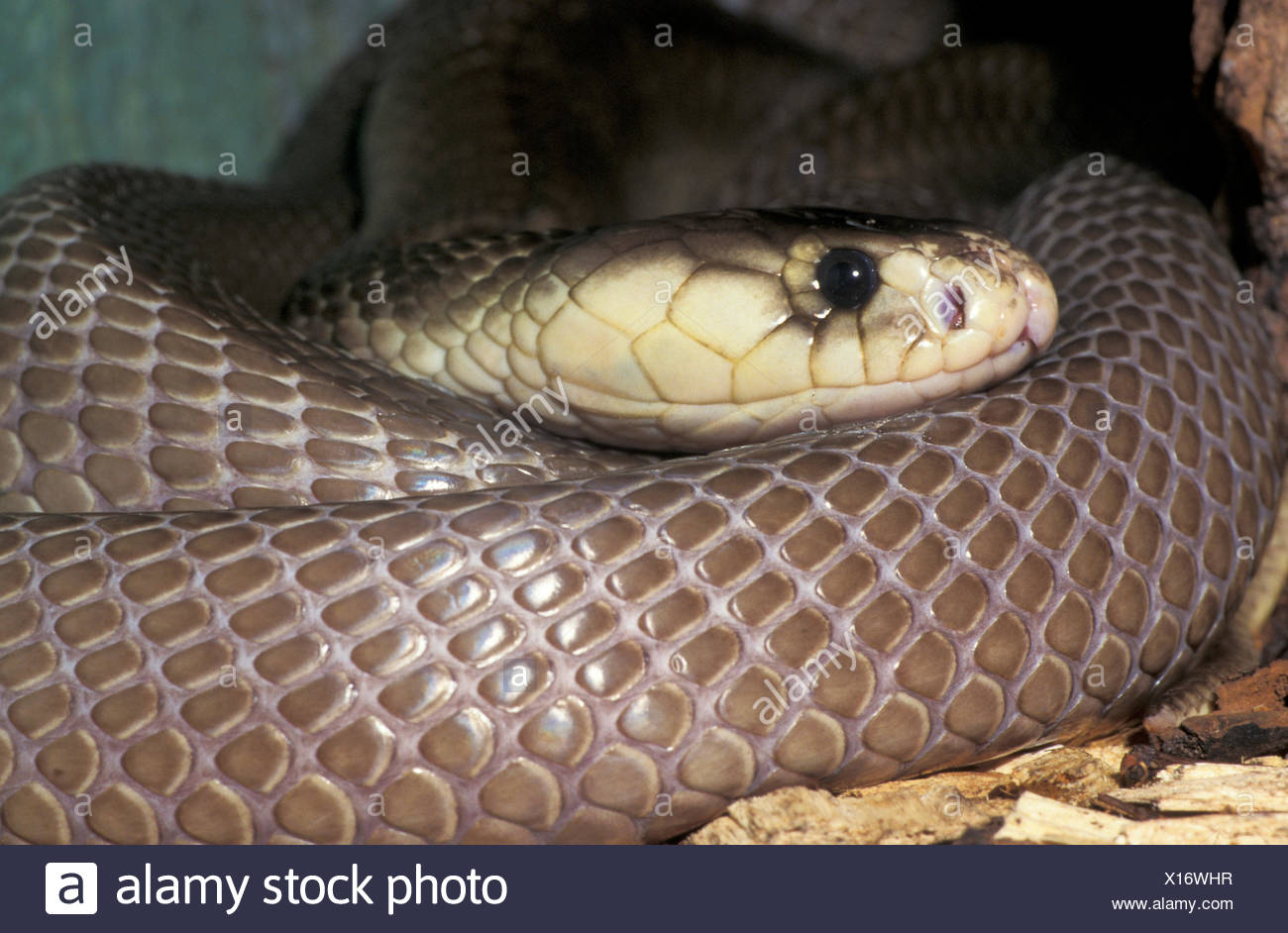 Indian Cobra Snake High Resolution Stock Photography and Images - Alamy