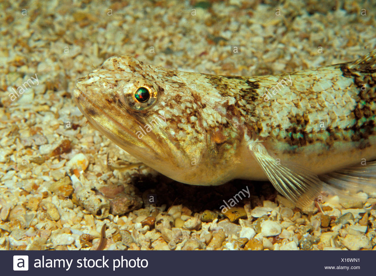 Aulopiformes High Resolution Stock Photography and Images - Alamy