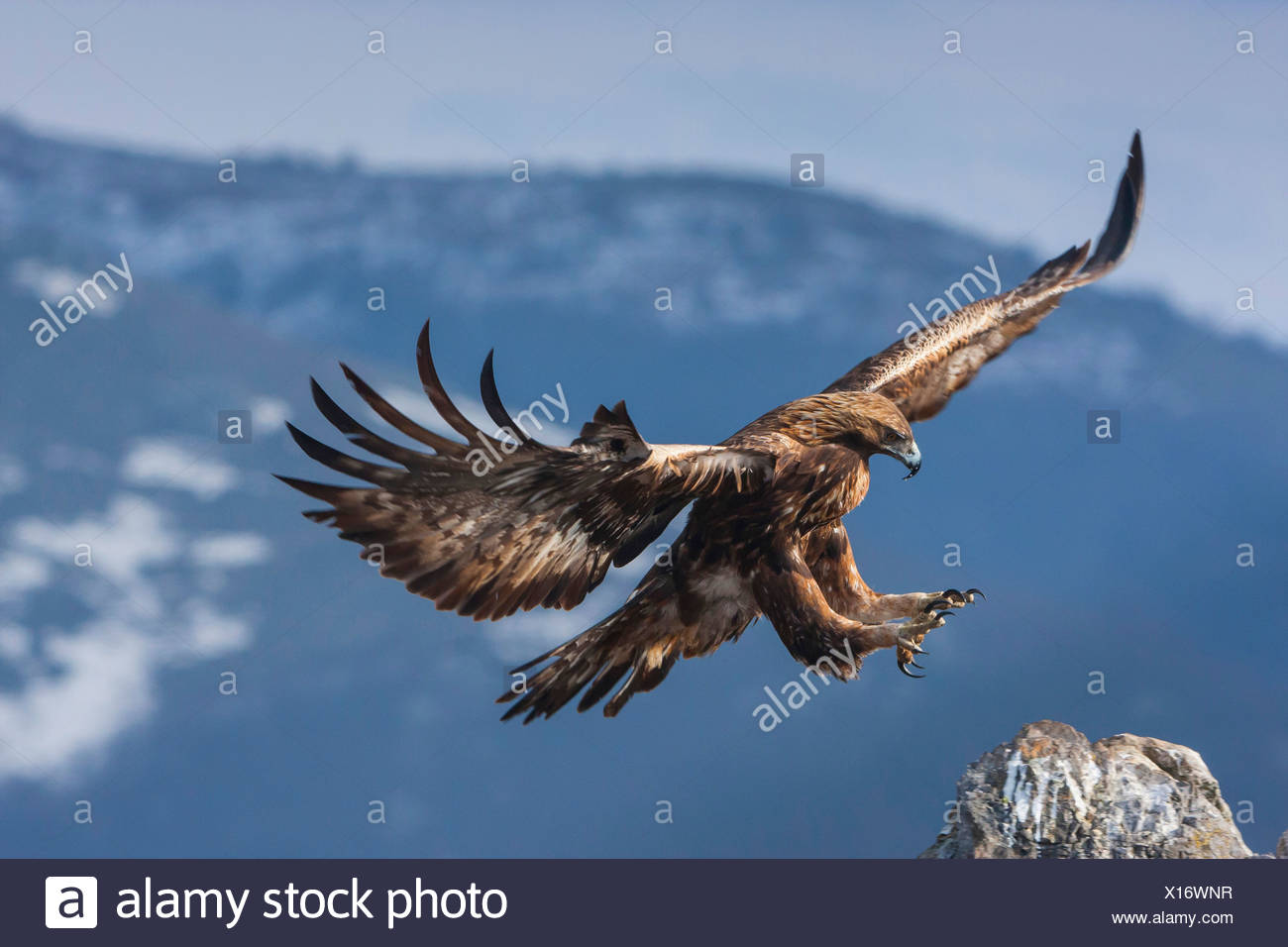 Golden Eagle Landing High Resolution Stock Photography and Images - Alamy