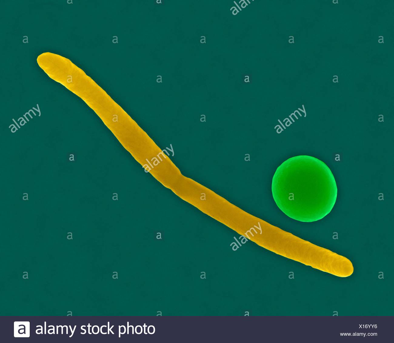 Coccus Micrograph High Resolution Stock Photography and Images - Alamy
