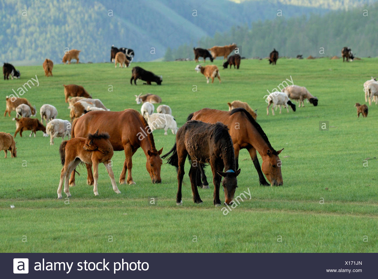 Sheep Cattle Goats Grazing High Resolution Stock Photography and Images ...