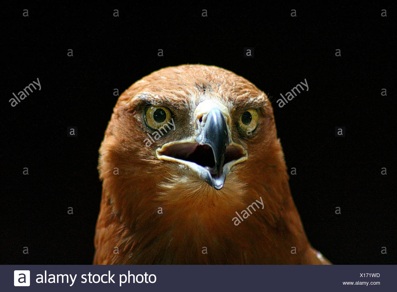 Hawks Head High Resolution Stock Photography and Images - Alamy