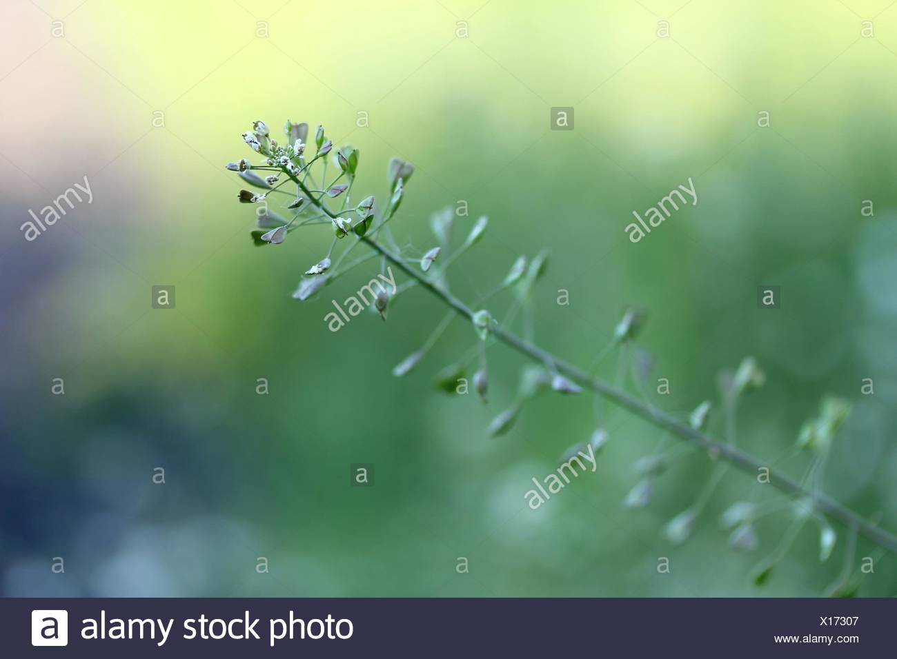 Albugo Stock Photos & Albugo Stock Images - Alamy