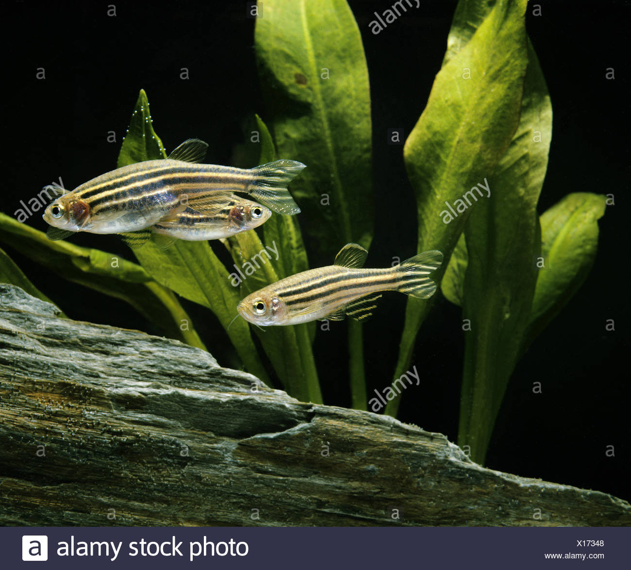 Brachydanio Rerio High Resolution Stock Photography and Images - Alamy