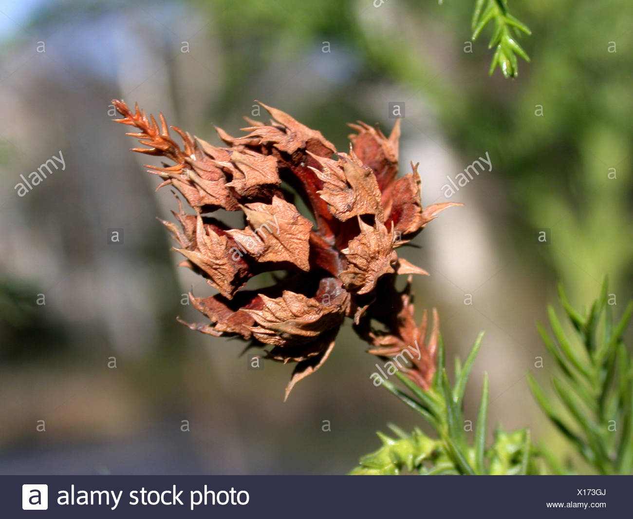 Proliferating Plants High Resolution Stock Photography and Images - Alamy