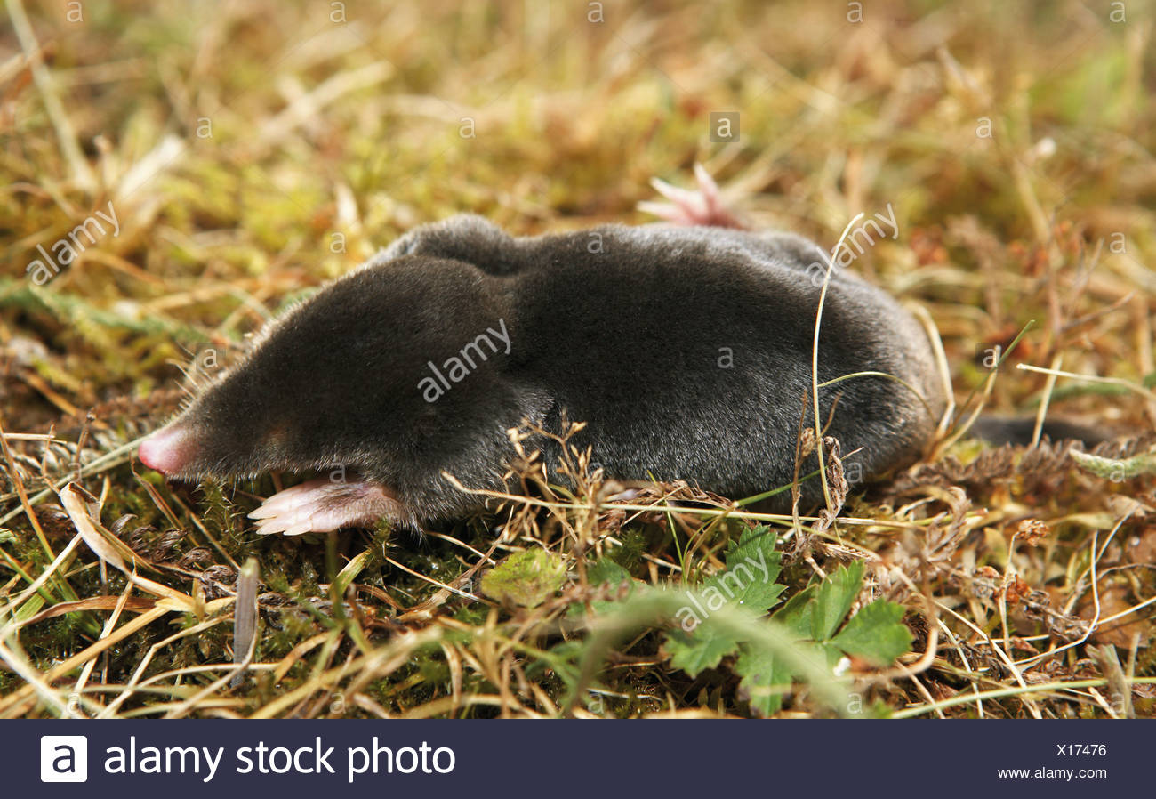 Talpidae Stock Photos & Talpidae Stock Images - Alamy