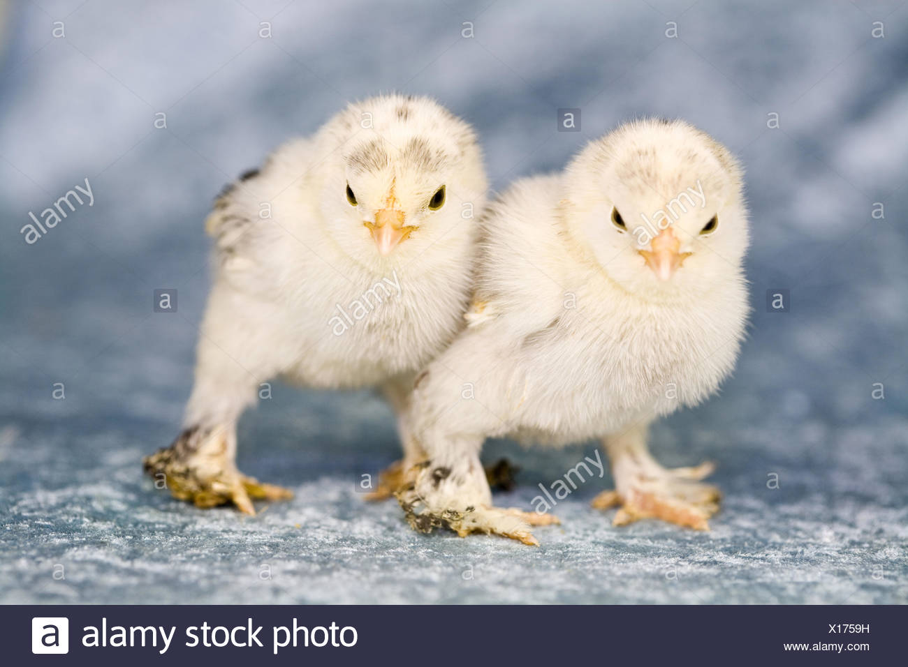Booted Bantam High Resolution Stock Photography and Images - Alamy