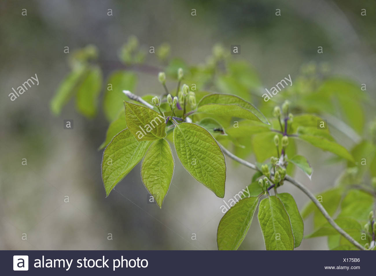 Triebe High Resolution Stock Photography and Images - Alamy