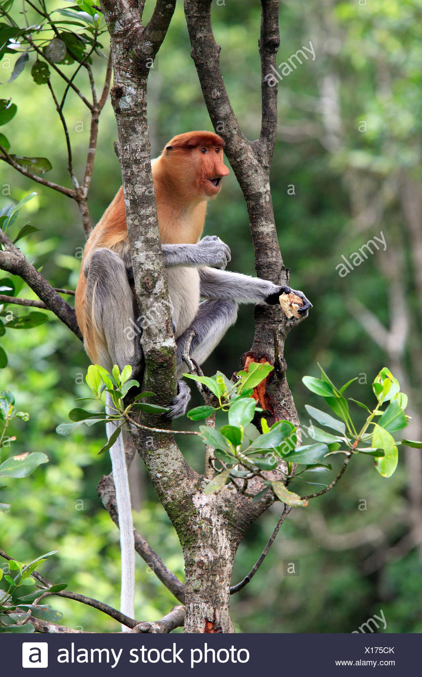 Proboscis Monkey Female High Resolution Stock Photography and Images ...