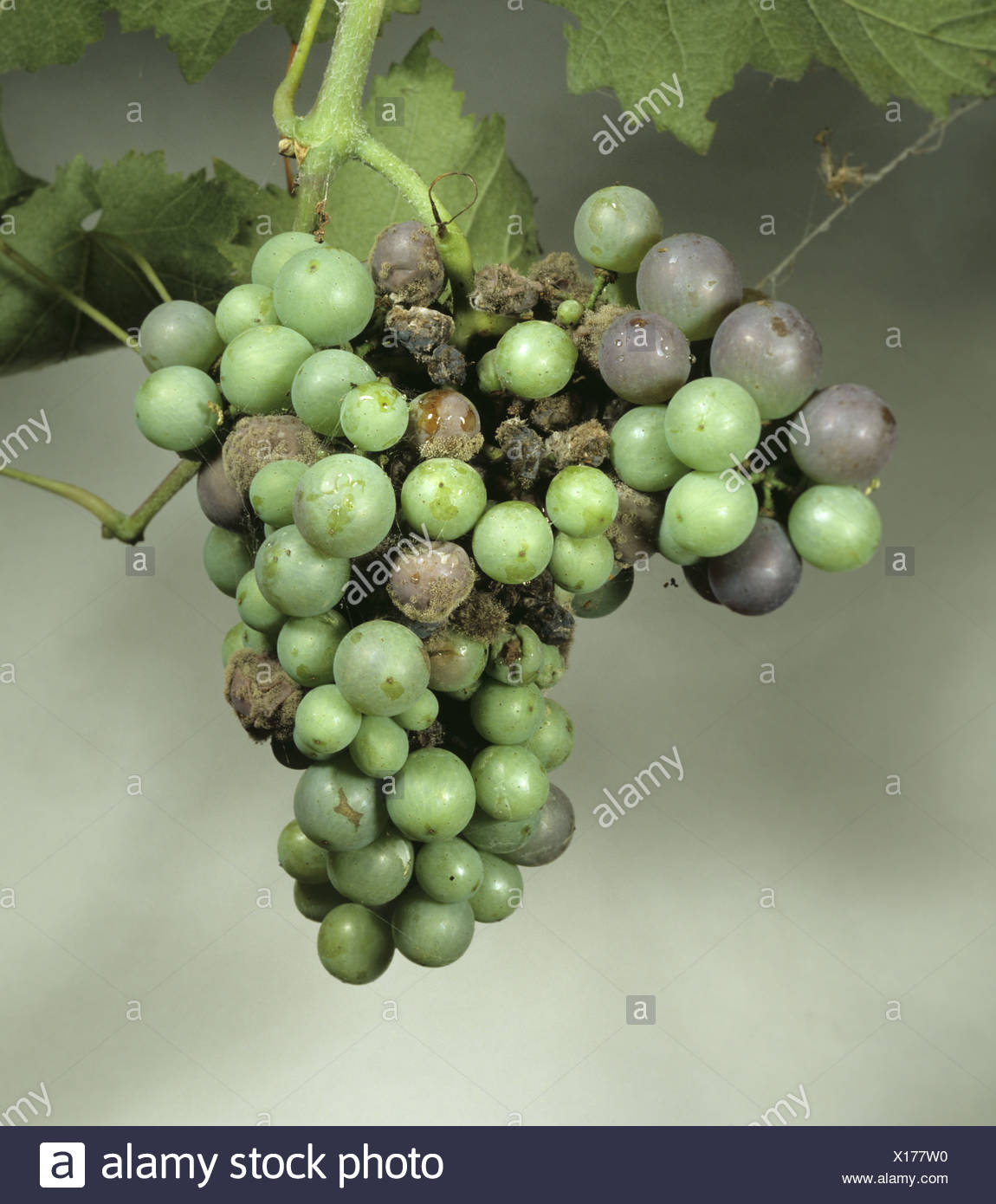 Grape Vine Disease High Resolution Stock Photography and Images - Alamy