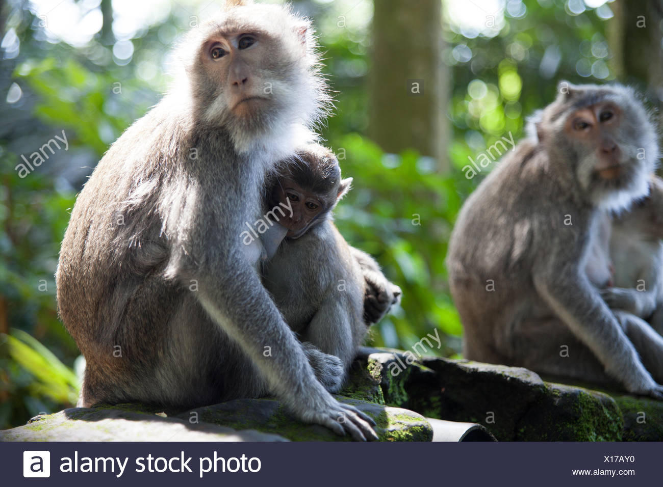 Monkeys Hugging High Resolution Stock Photography and Images - Alamy